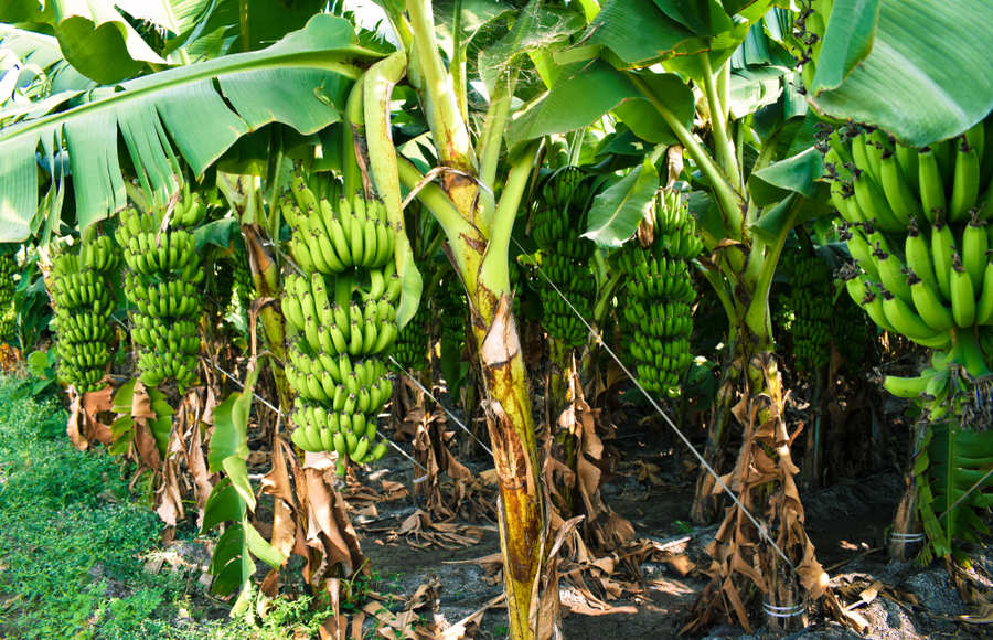 Agricultural Products, the Hope of the Lao Economy